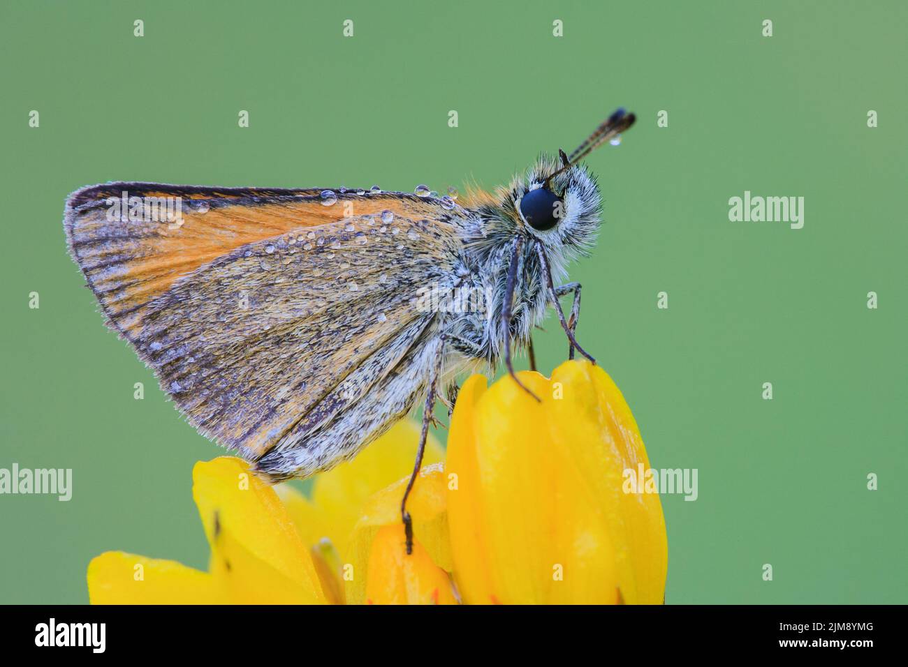 Skipper [family Hesperiidae] Stock Photo - Alamy