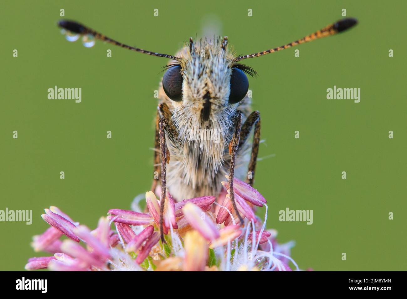 Skipper [family Hesperiidae] Stock Photo - Alamy