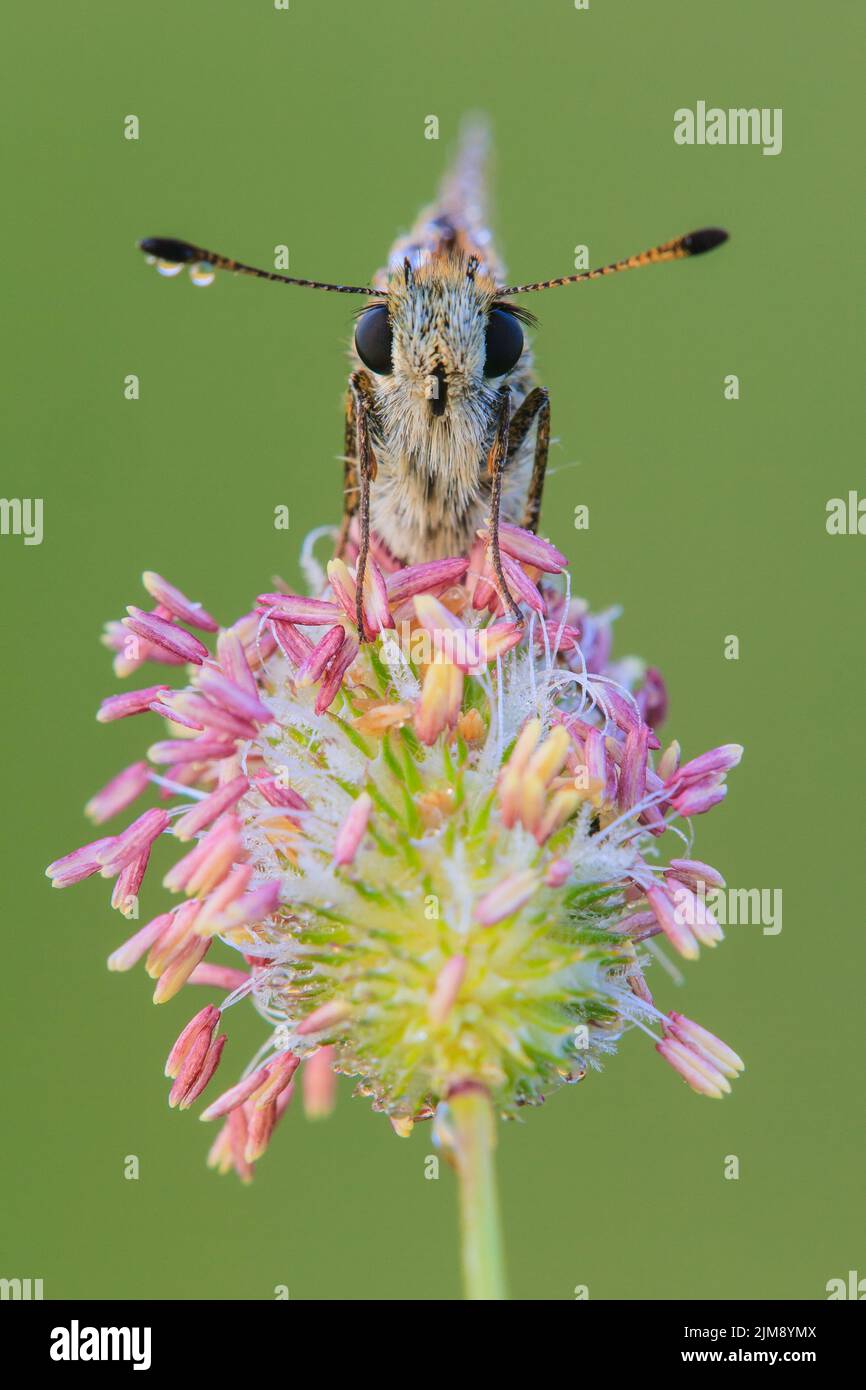 Skipper [family Hesperiidae] Stock Photo - Alamy