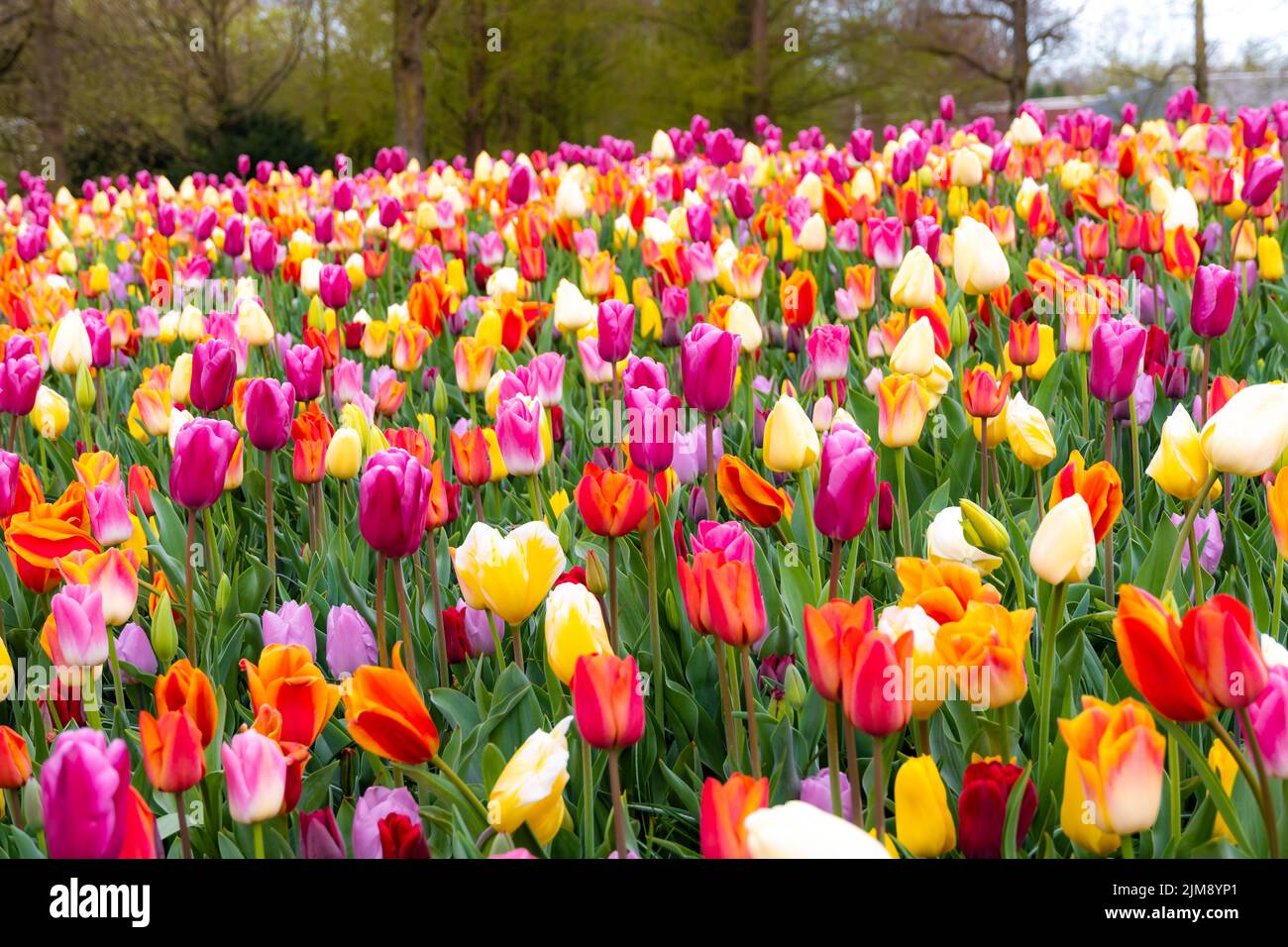 Beautiful Tulip flower in bloom, multiple colors - red, orange, pink ...