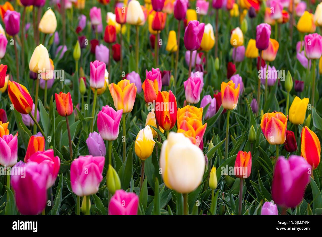 Beautiful Tulip flower in bloom, multiple colors - red, orange, pink ...