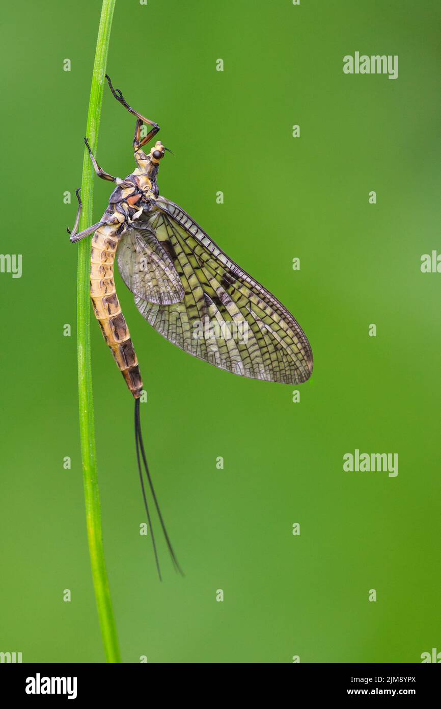 Ephemeroptera hi-res stock photography and images - Alamy