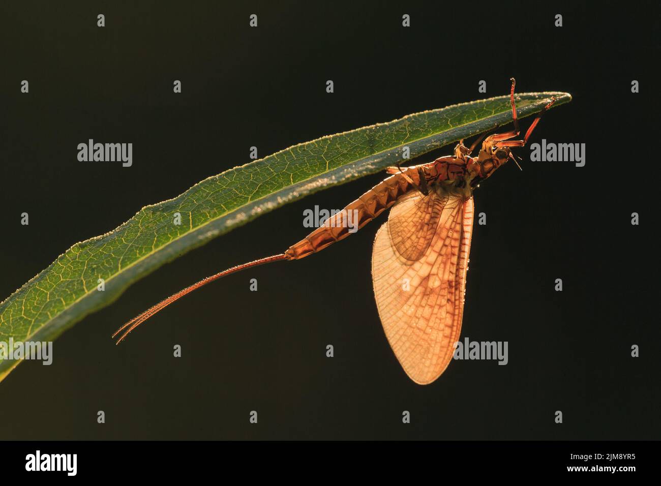 Ephemeroptera hi-res stock photography and images - Alamy