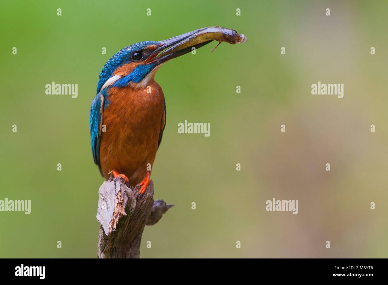 (common) kingfisher [Alcedo atthis] Stock Photo - Alamy