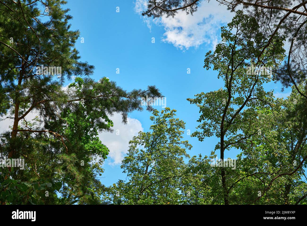 The green trees top in forest blue sky and sun beams shining through ...