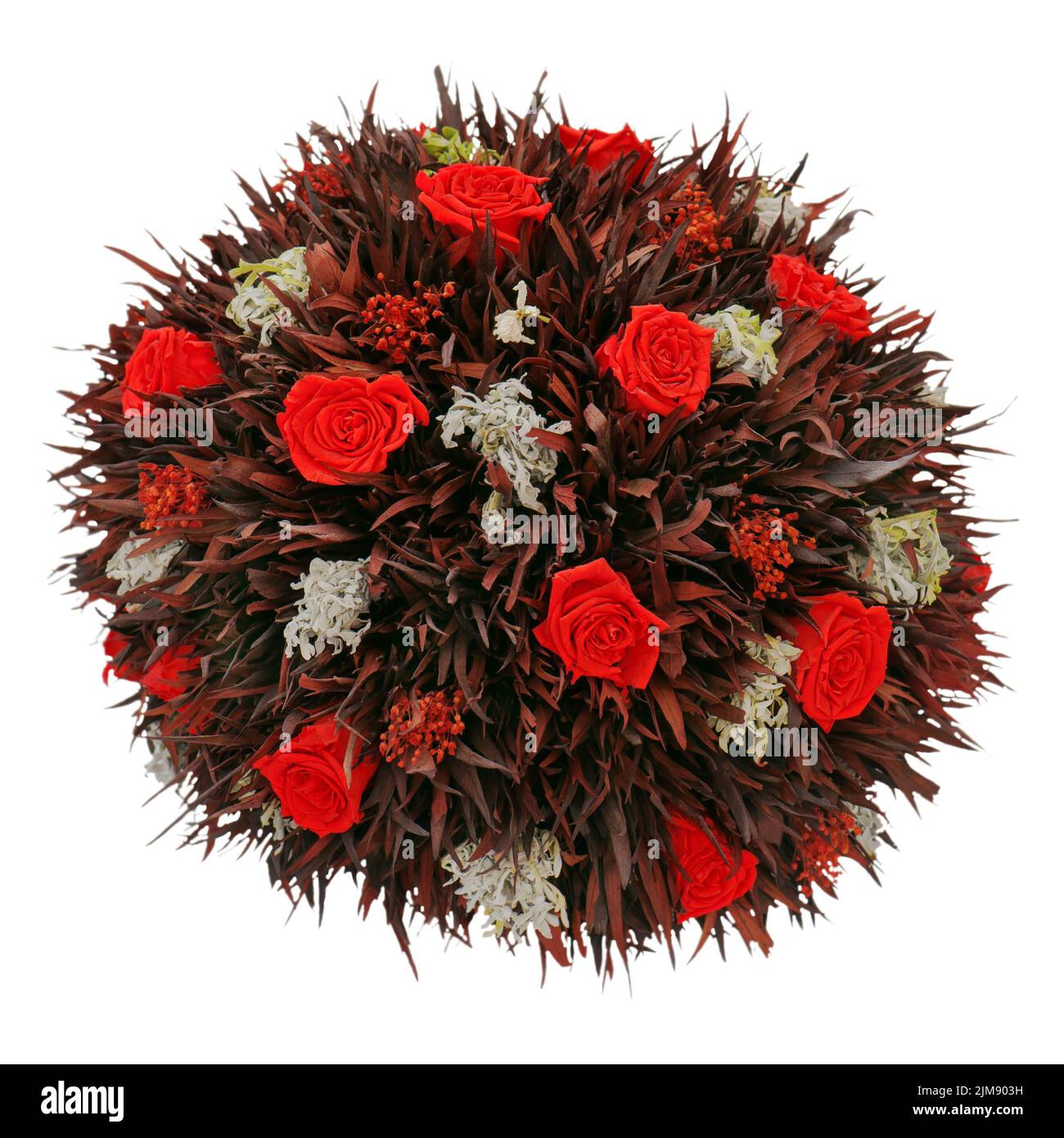 Composition botanical Cut Out Stock Images & Pictures - Alamy