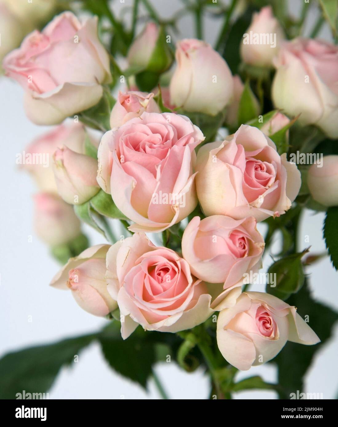 Soft pink spray rose hi-res stock photography and images - Alamy