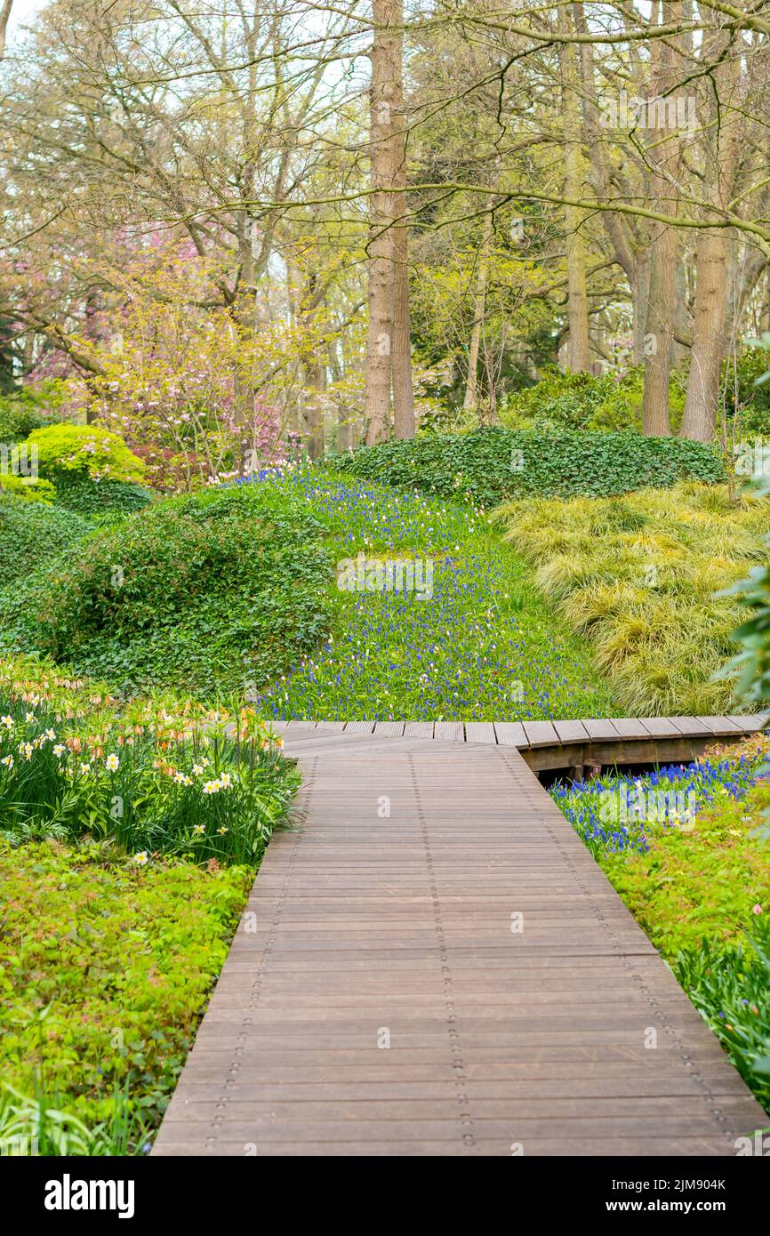Field of beautiful pink, violet hyacinthus flower in bloom. Spring ...