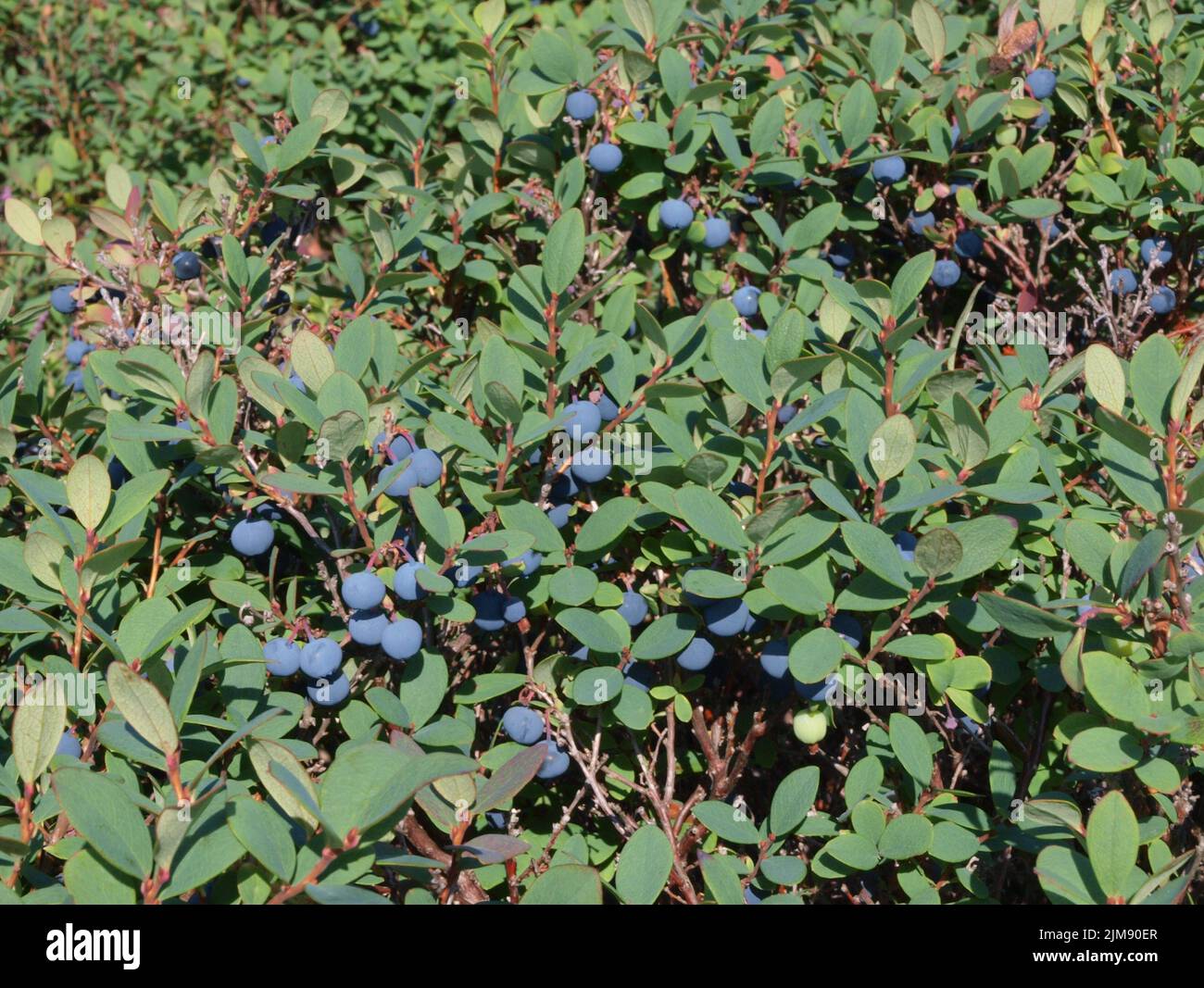 Arctic blueberry hi-res stock photography and images - Alamy