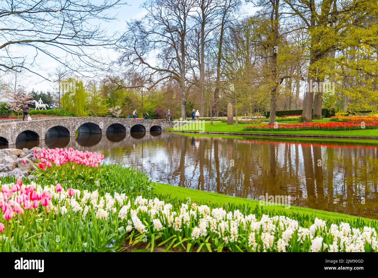 Field of beautiful pink, violet hyacinthus flower in bloom. Spring ...