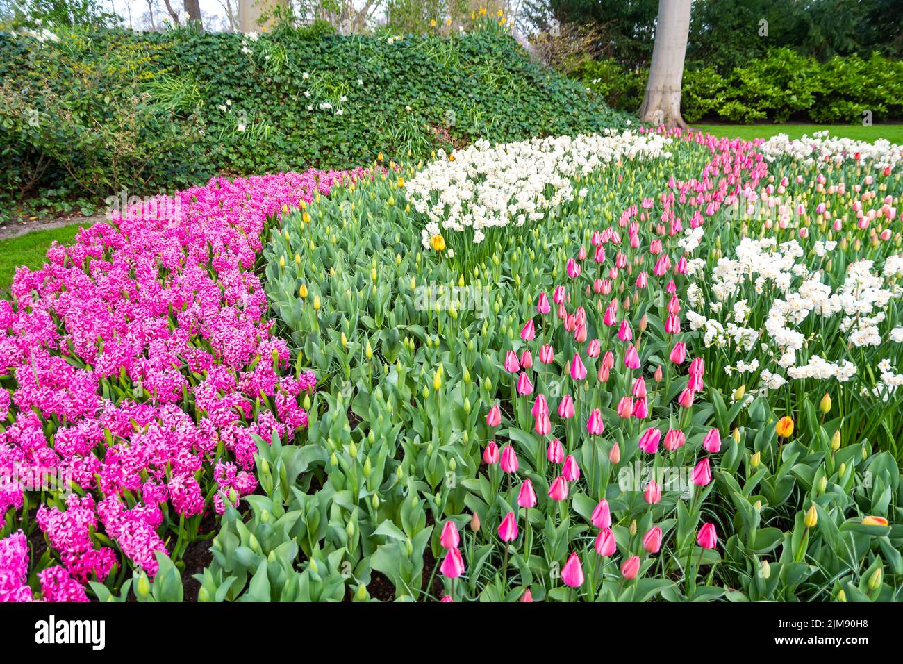 Beautiful Tulip flower in bloom, multiple colors - red, orange, pink ...