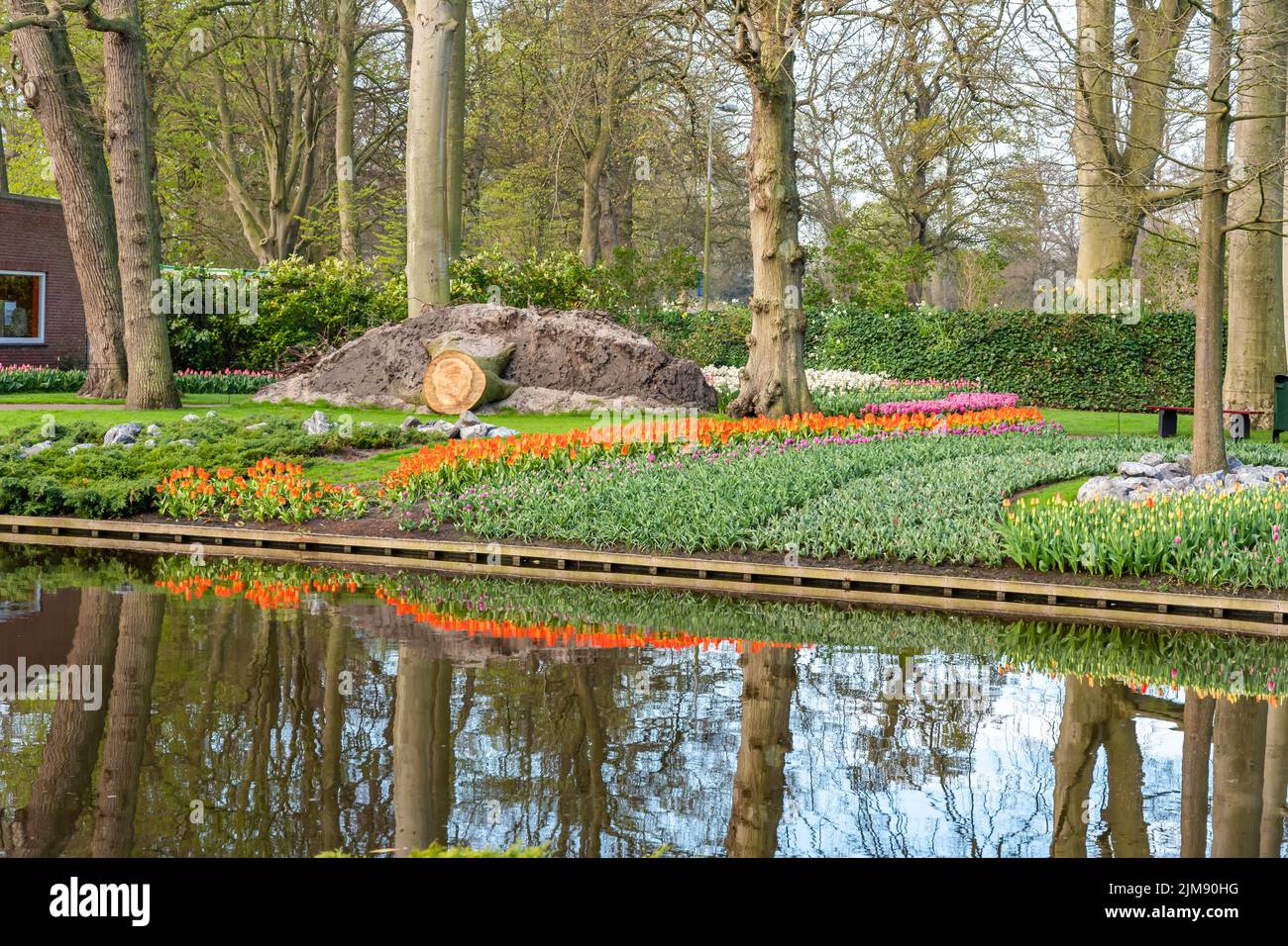 Field of beautiful pink, violet hyacinthus flower in bloom. Spring ...