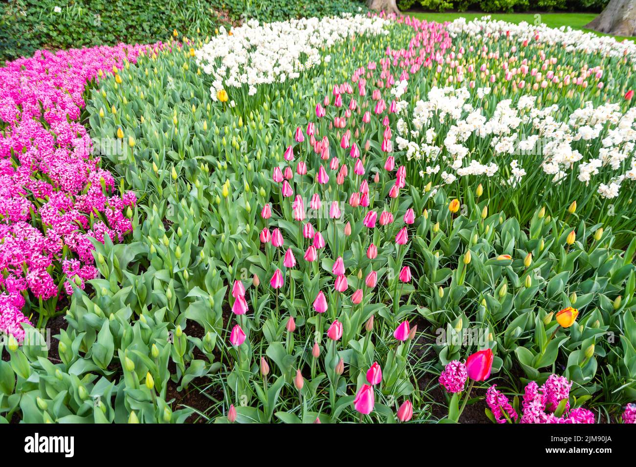 Beautiful Tulip flower in bloom, multiple colors - red, orange, pink ...