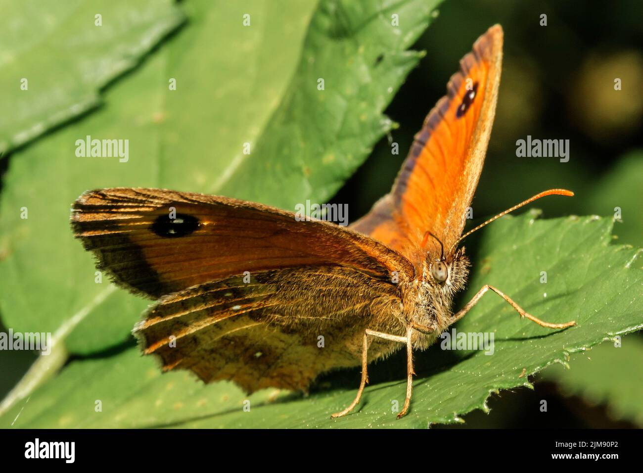 Gatekeeper Butterfly (Pyronia tithonus) Berkshire Stock Photo - Alamy