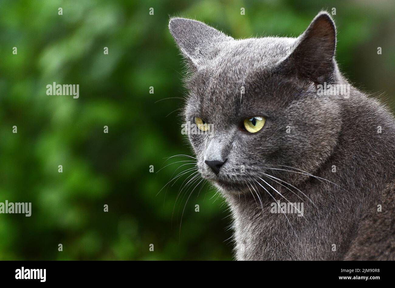 Grey kitten portrait hi-res stock photography and images - Alamy
