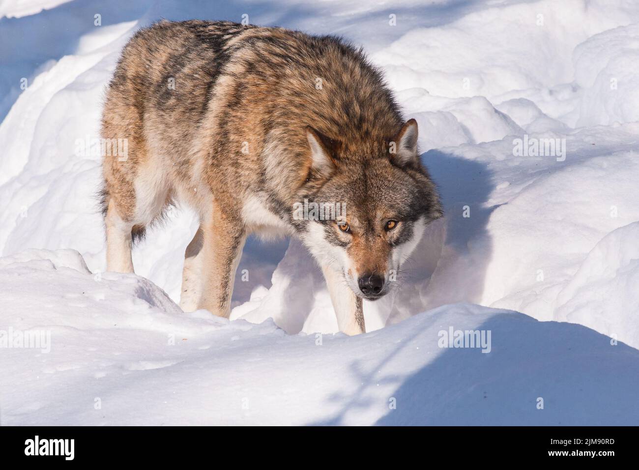 Alpha wolf hi-res stock photography and images - Alamy