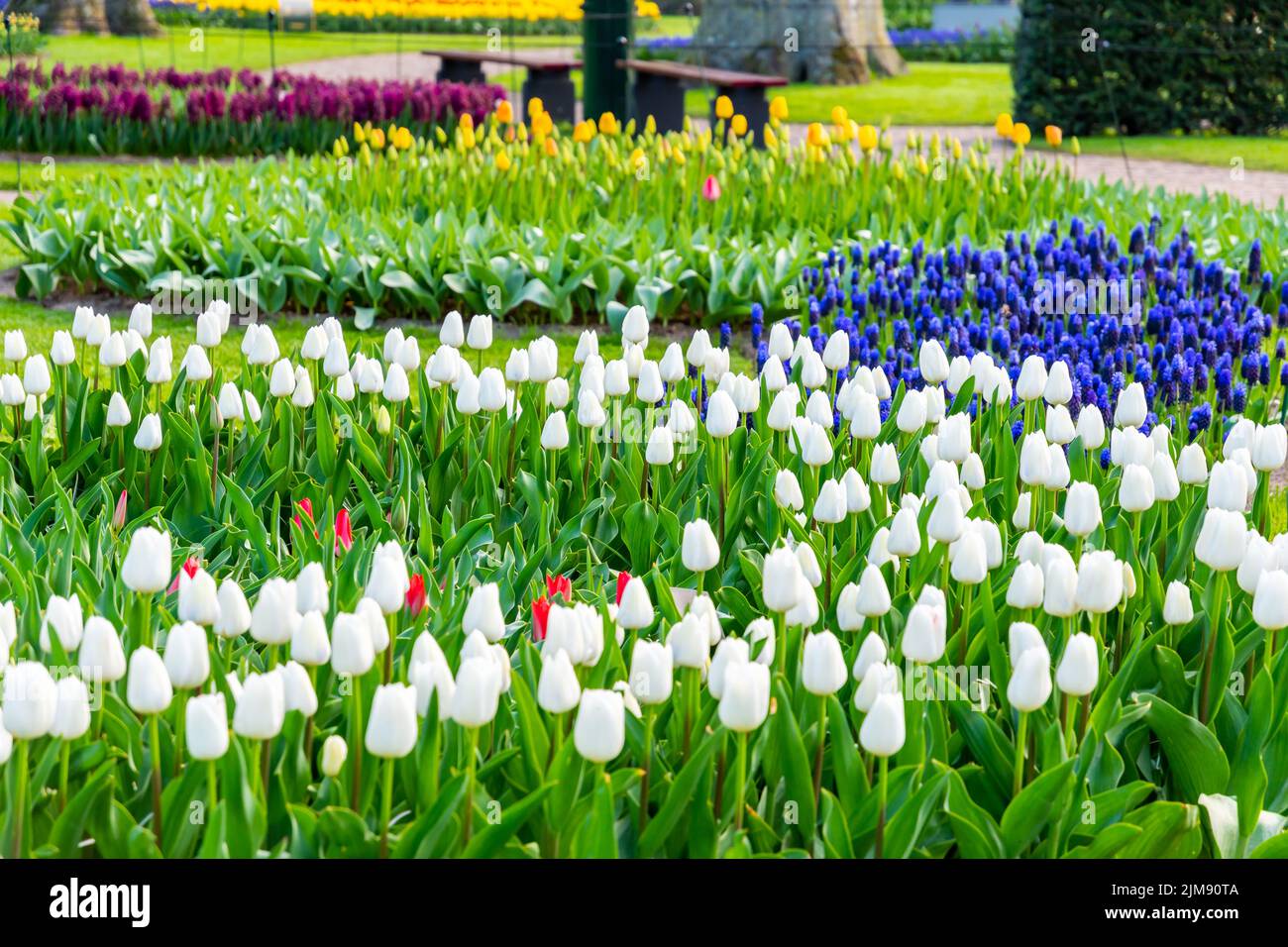 Beautiful Tulip flower in bloom, multiple colors - red, orange, pink ...