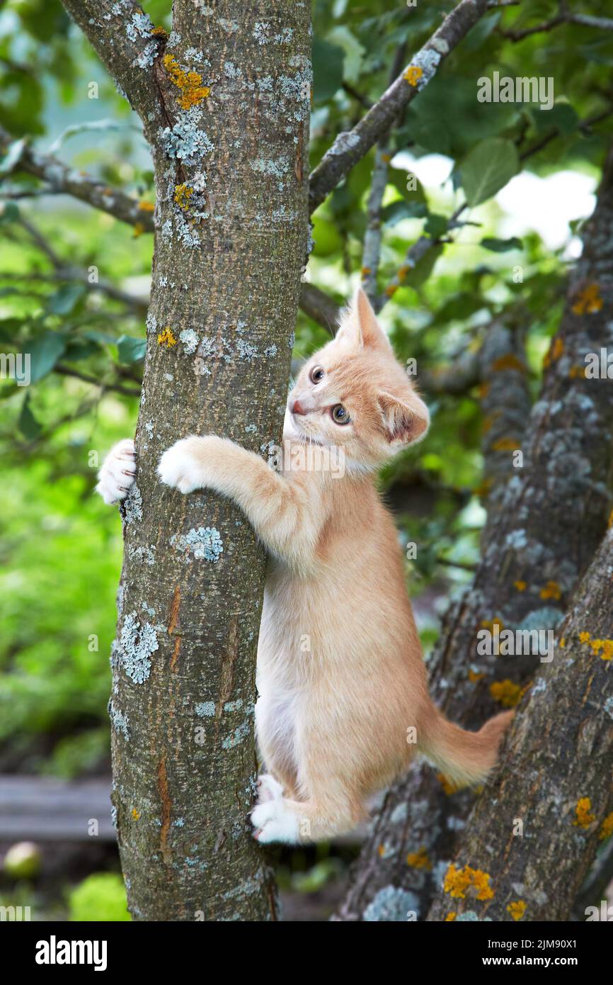 Kittens on tree hi-res stock photography and images - Alamy
