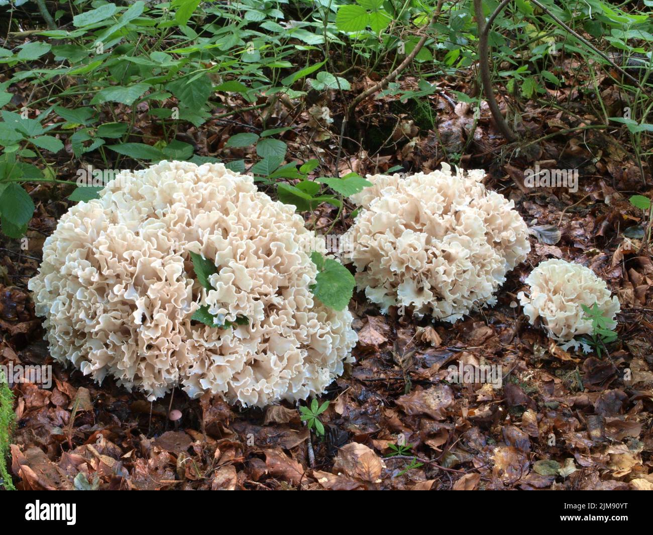 Cauliflower mushroom, sparassis brevipes Stock Photo - Alamy