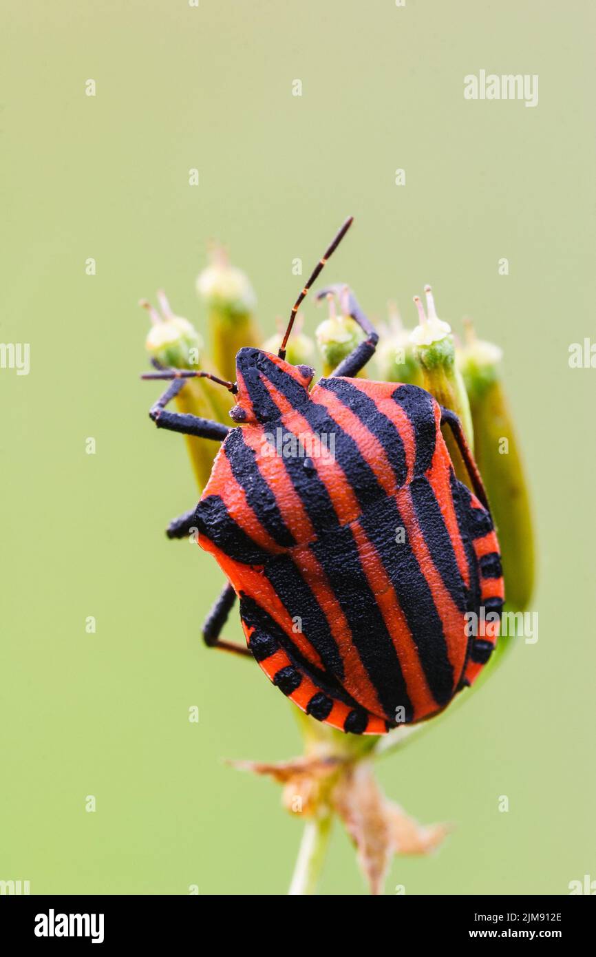 (red and black) striped stink bug Stock Photo - Alamy