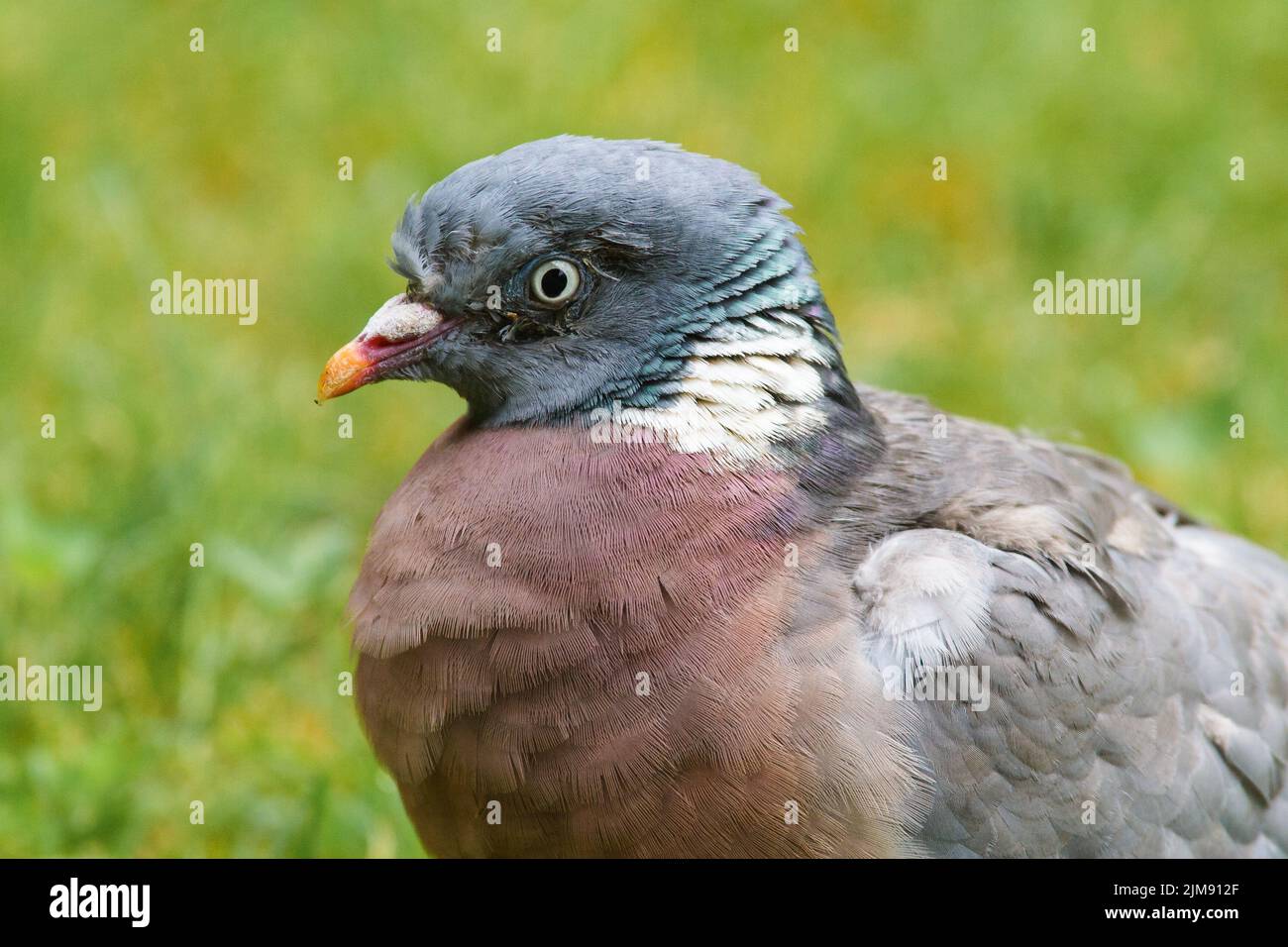 Common wood pigeon Stock Photo - Alamy