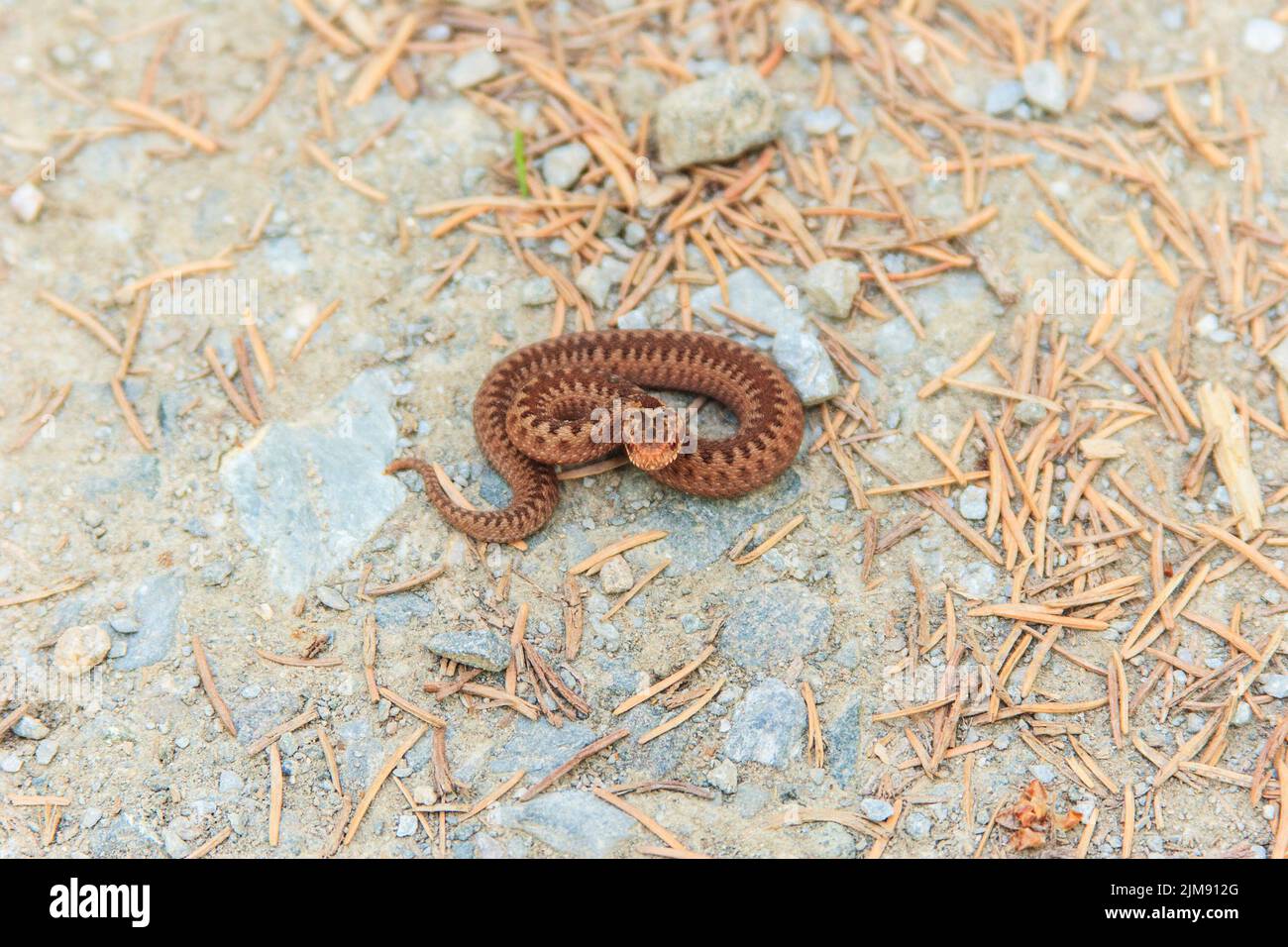 European common viper hi-res stock photography and images - Alamy