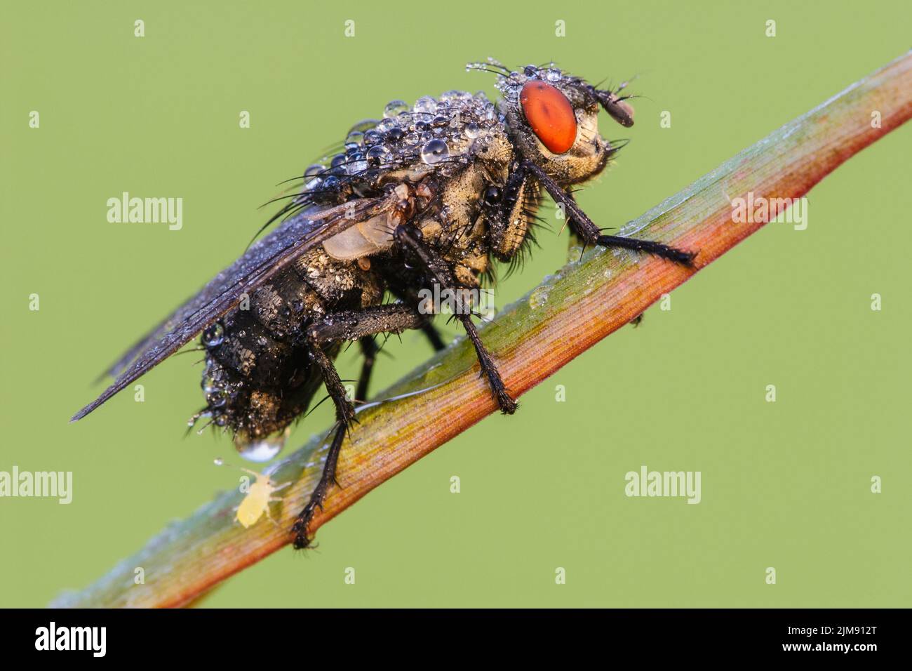 Dicky hi-res stock photography and images - Alamy