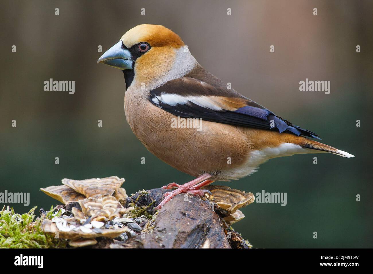 Ocherfarbig hi-res stock photography and images - Alamy