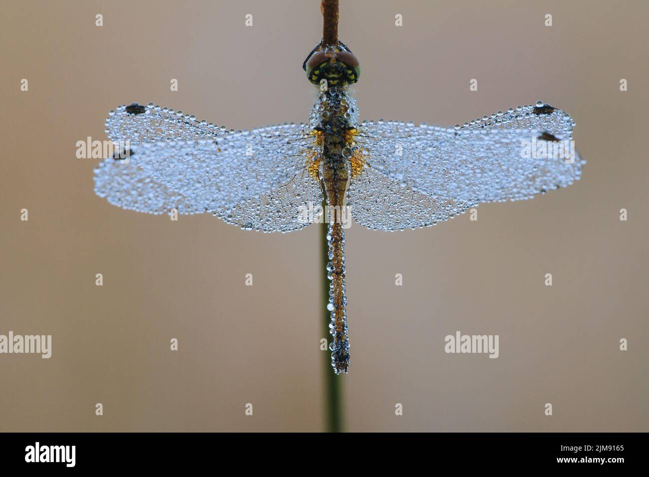 Dragonfly abdomen hi-res stock photography and images - Alamy