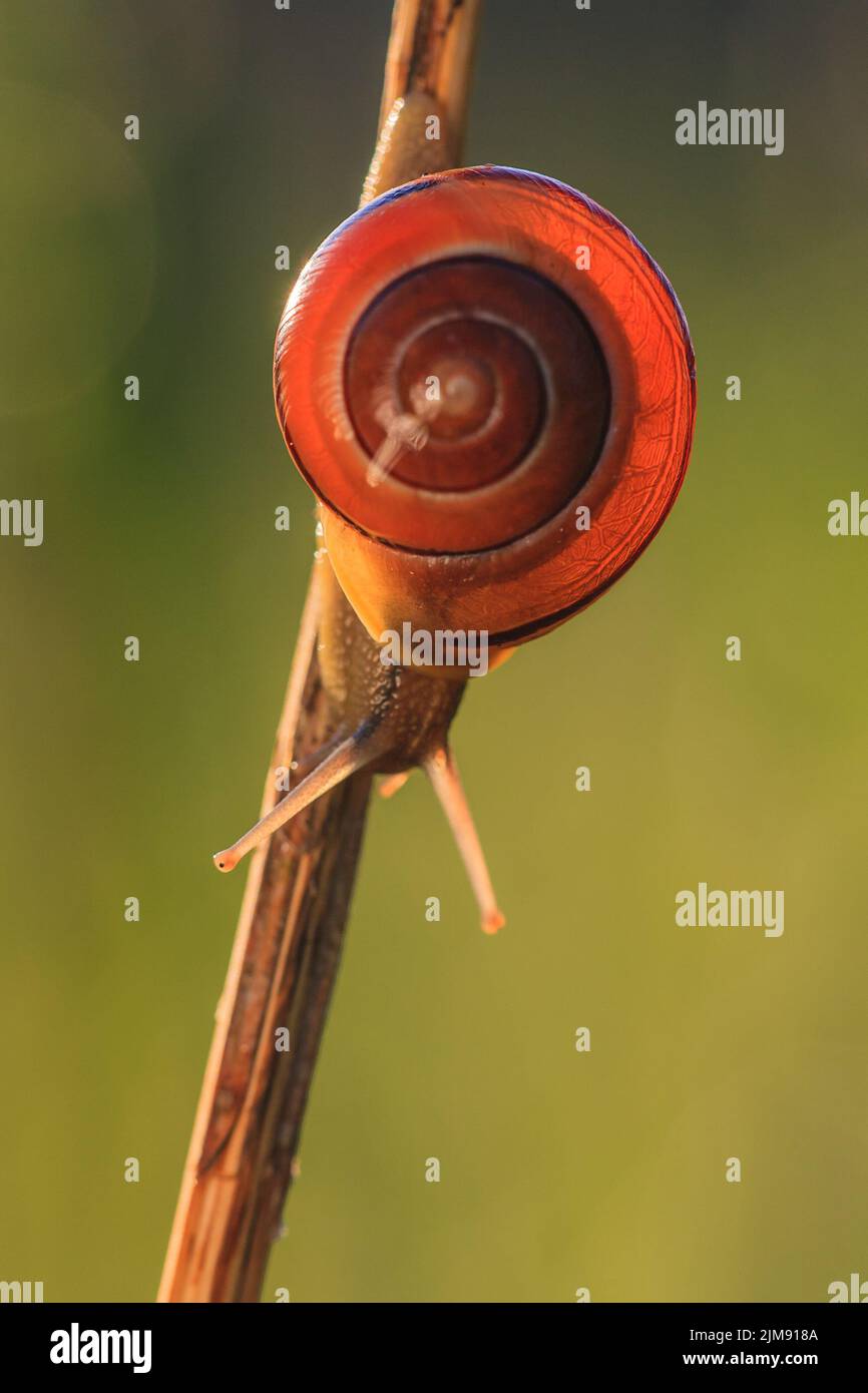 Teleoconch hi-res stock photography and images - Alamy