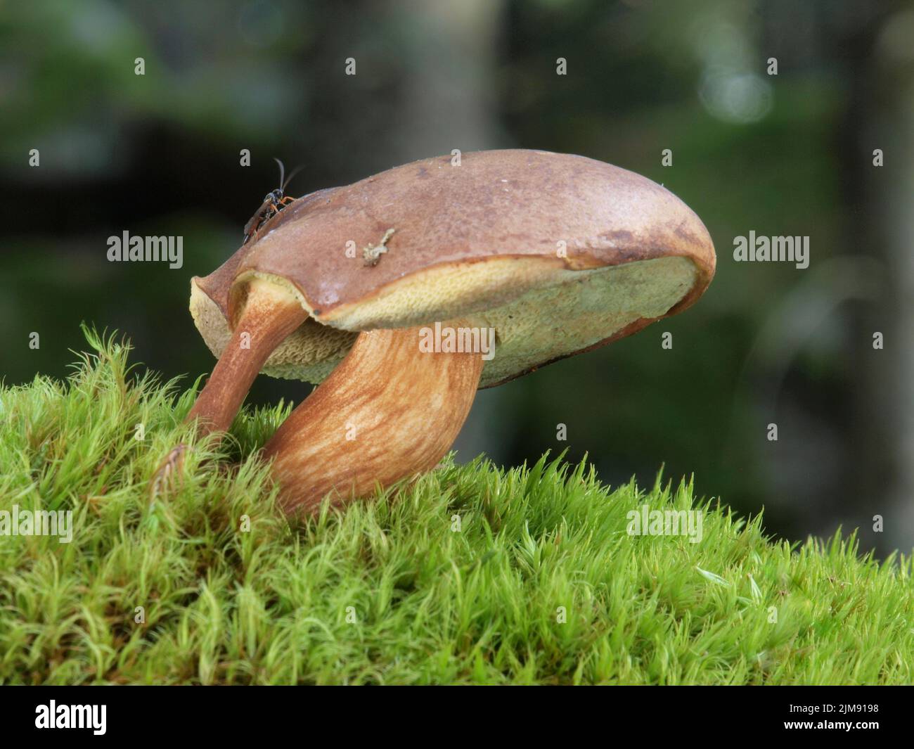 Chestnut boletus badius brown hi-res stock photography and images - Alamy