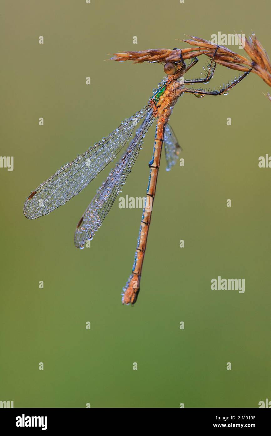 Small spreadwing [Lestes virens] Stock Photo - Alamy