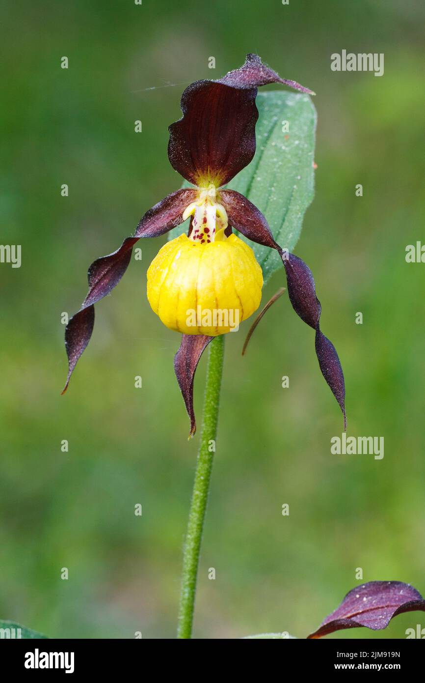 (yellow) lady's slipper orchid Stock Photo - Alamy