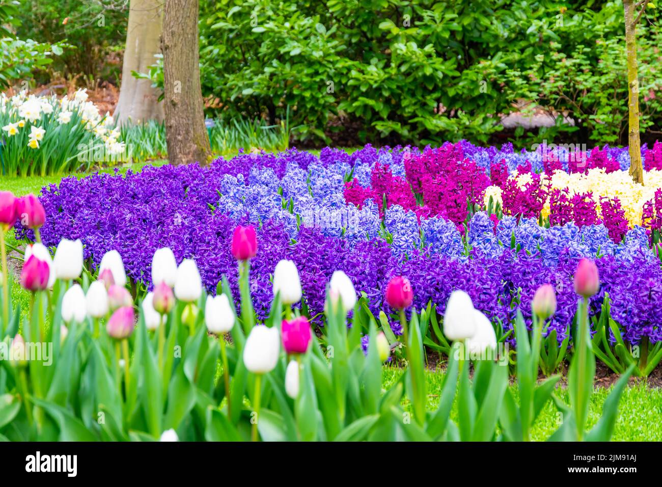 Field of beautiful pink, violet hyacinthus flower in bloom. Spring ...