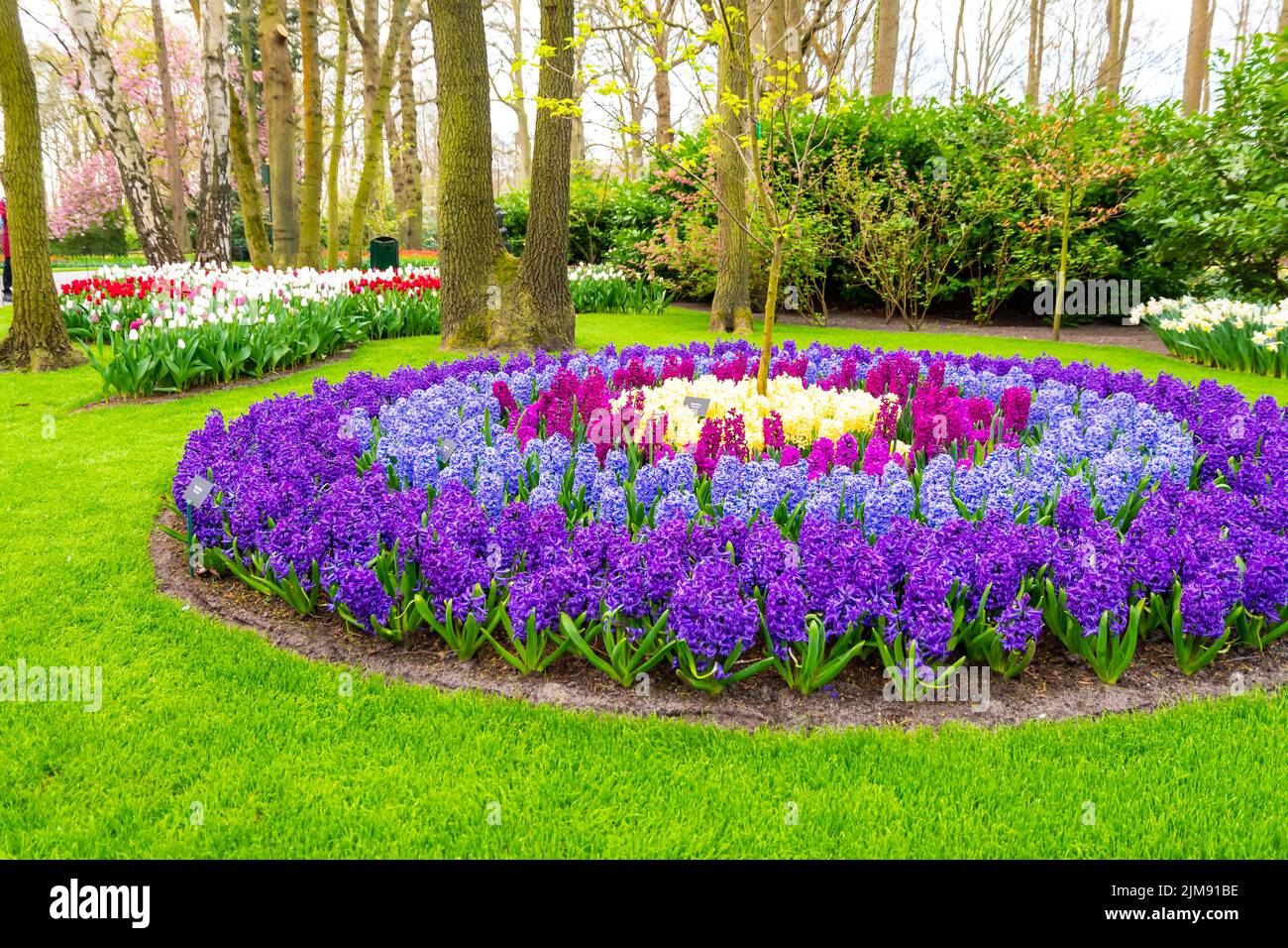 Field of beautiful pink, violet hyacinthus flower in bloom. Spring ...