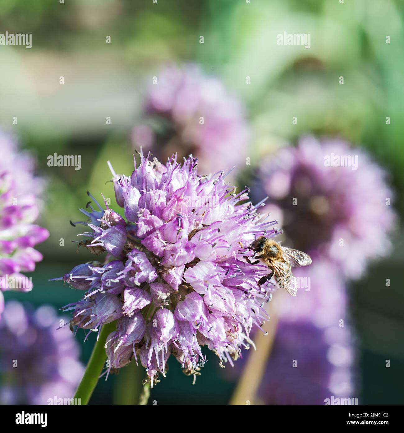 Macro bee shot hi-res stock photography and images - Alamy
