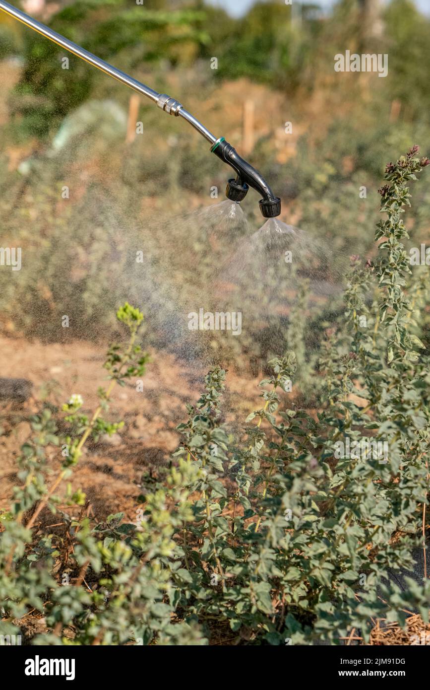 Selective focus shot of the moment the plants are sprayed Stock Photo ...