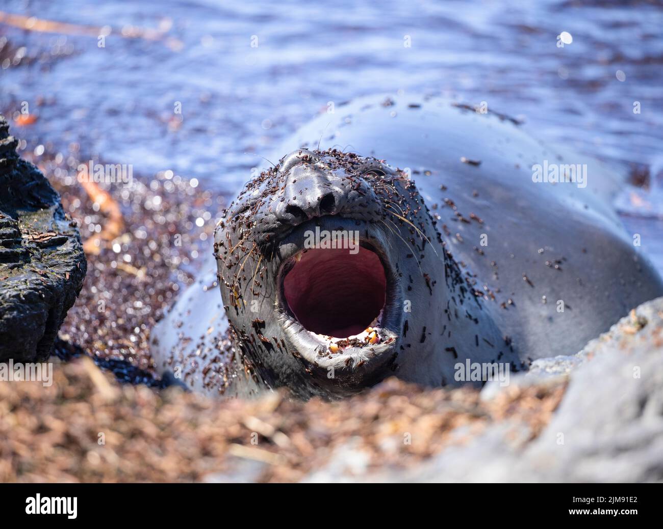 The southern elephant seal (Mirounga leonina) is the largest of the ...