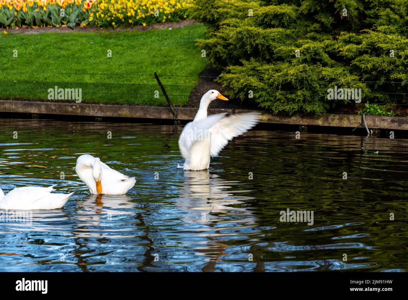 White goose is waving with wings on small water pond near the public ...