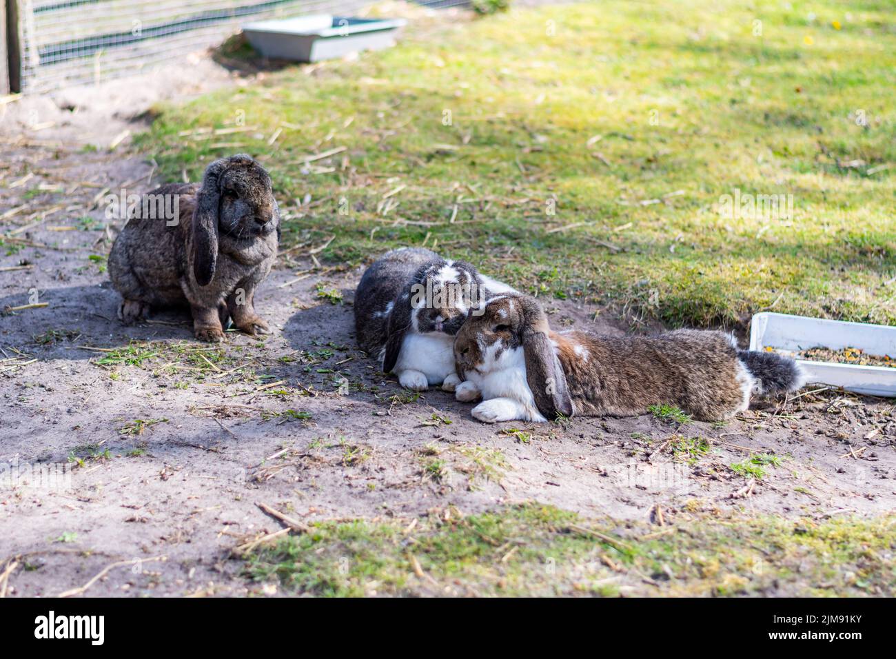 Cute rabbits are resting on the ground in small farm near the green ...