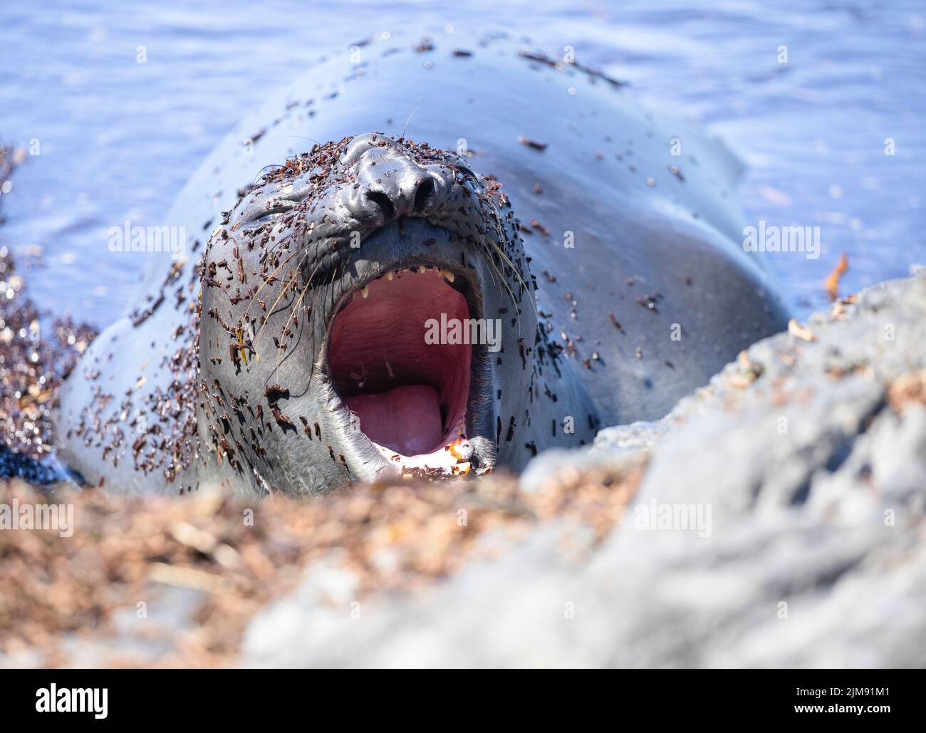 The southern elephant seal (Mirounga leonina) is the largest of the ...