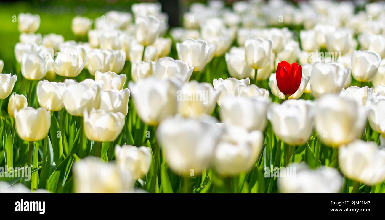 One single red tulip is growing in field of white tulips. Concept of ...