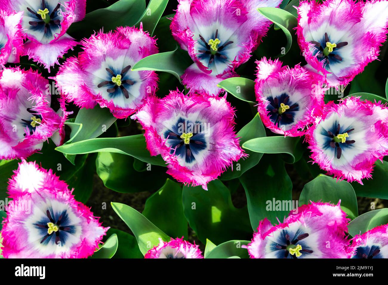 Top down closeup view to purple tulips with white colored center Stock ...