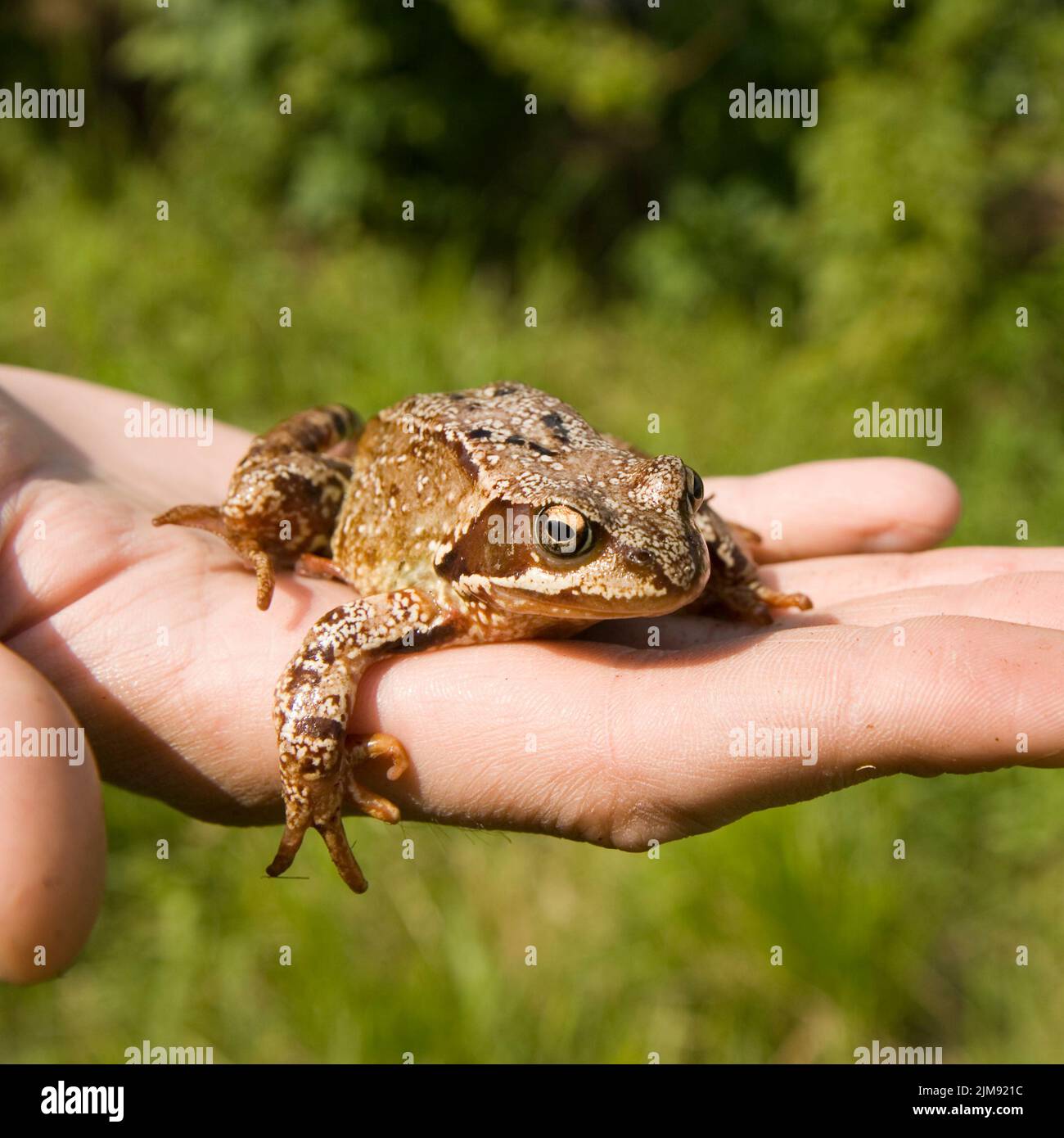 Shy frog hi-res stock photography and images - Alamy