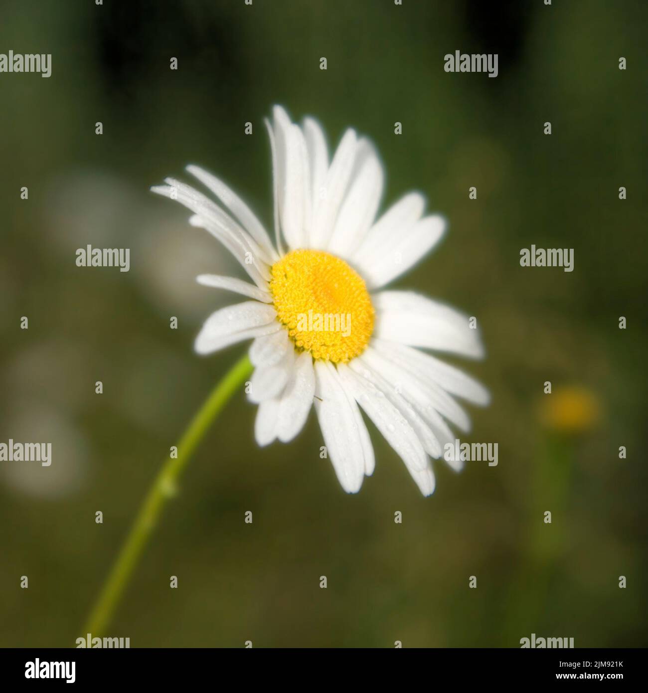 Vertical camomile hi-res stock photography and images - Alamy
