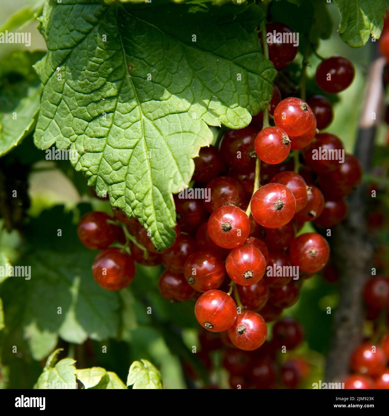 Harvesting currant hi-res stock photography and images - Alamy