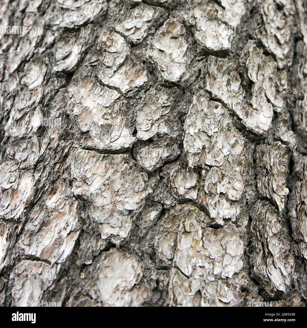 Woodcut tree trunk hi-res stock photography and images - Alamy