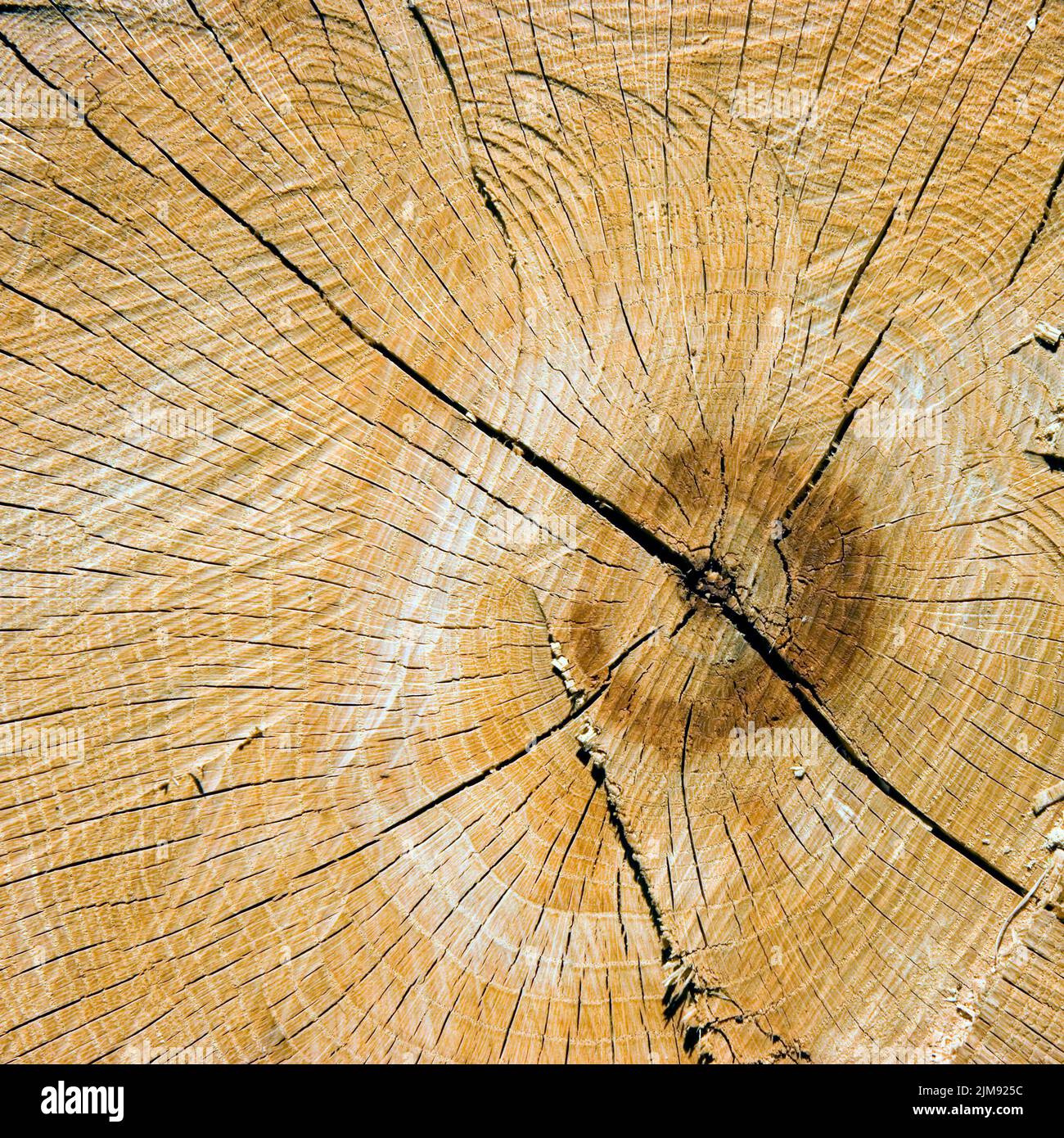 Structure of a tree hi-res stock photography and images - Alamy