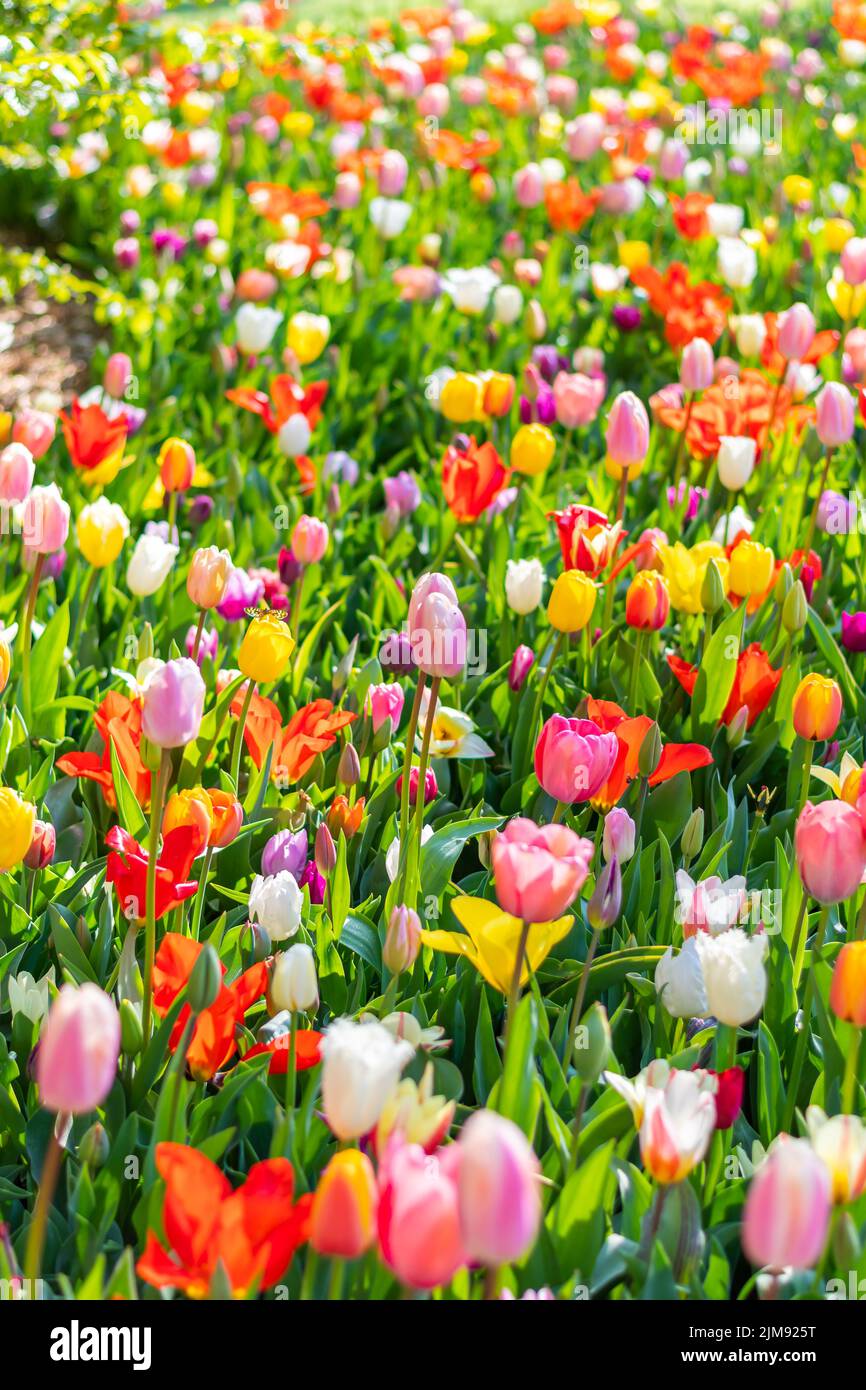 Typical flower hi-res stock photography and images - Alamy