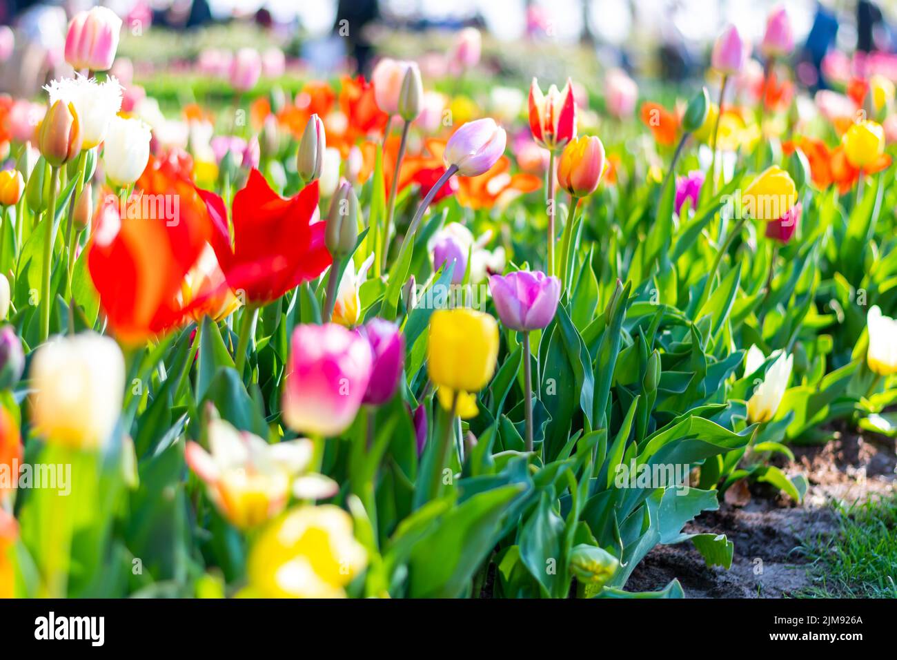 Closeup view of beautiful tulip field in bloom. Tulip flower of ...